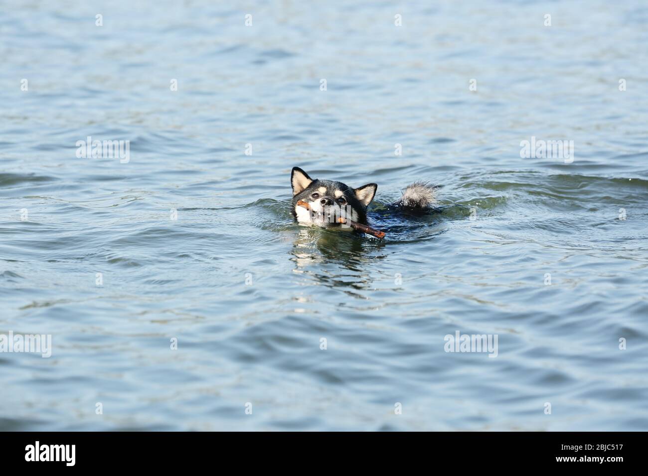 Cute little Shiba Inu dog in water Stock Photo - Alamy