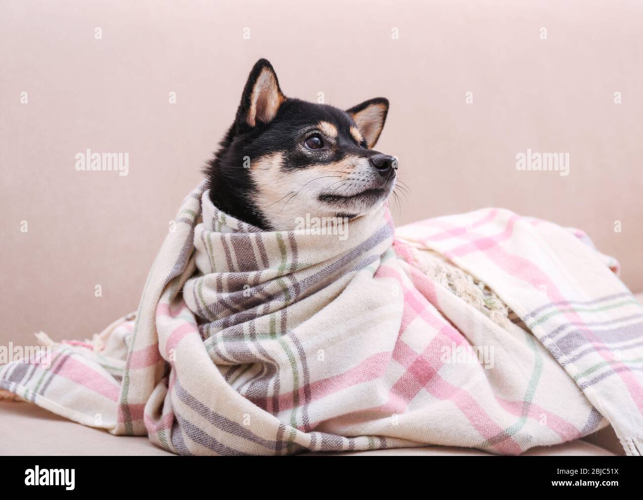 Cute little Shiba Inu dog wrapped in plaid lying on couch at home Stock ...