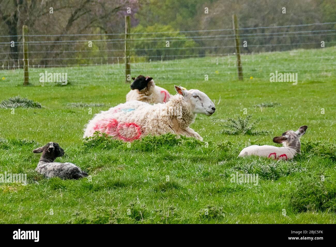 Spring animals, UK. Spring lambs enjoy the sunshine in the Yorkshire ...