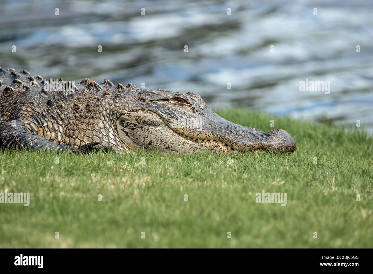 North carolina alligators hi-res stock photography and images - Alamy