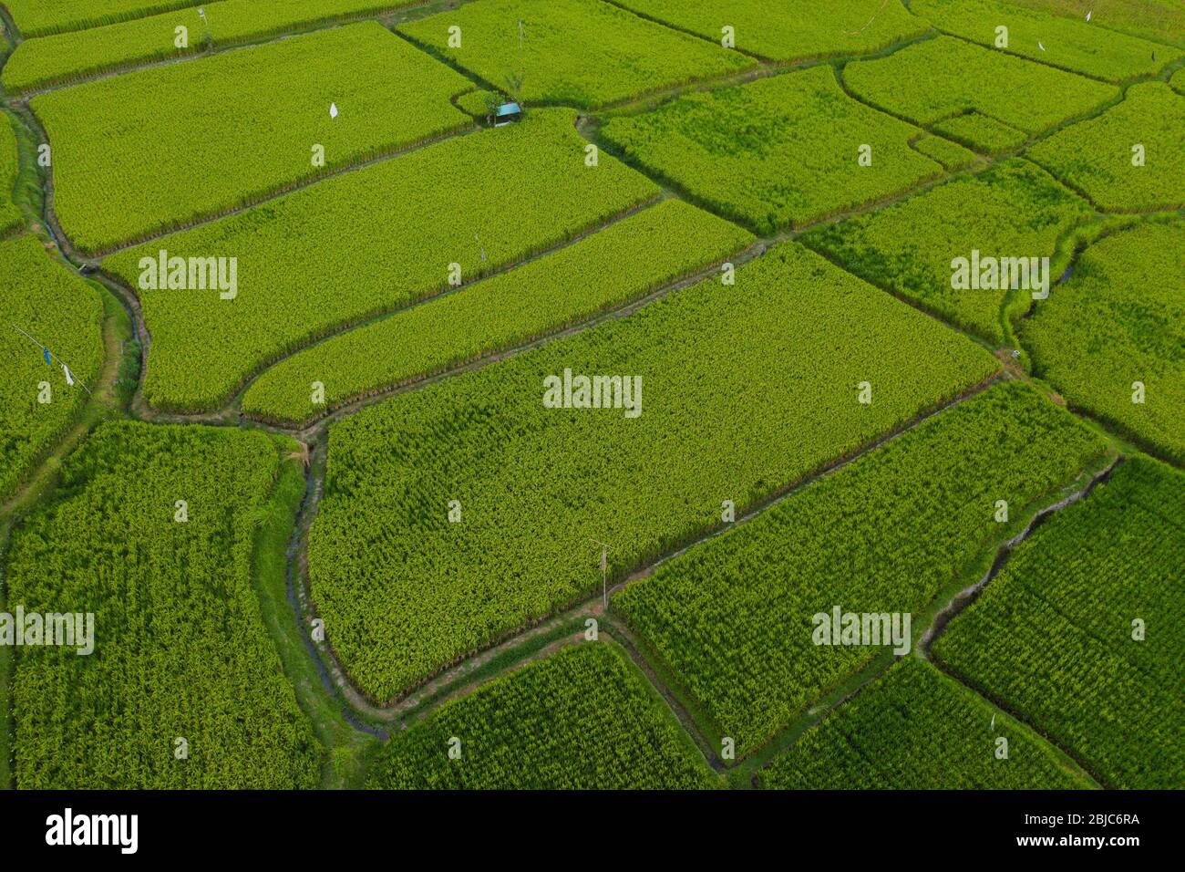 Rice field from drone. Top view. Nature background Stock Photo - Alamy