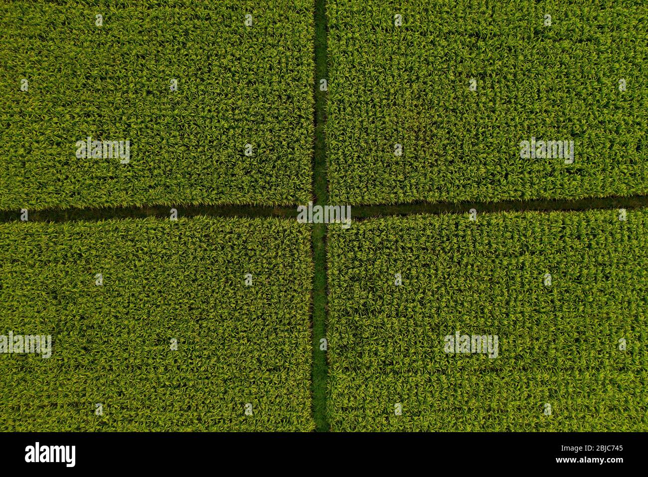 Rice field from drone. Top view. Nature background Stock Photo - Alamy