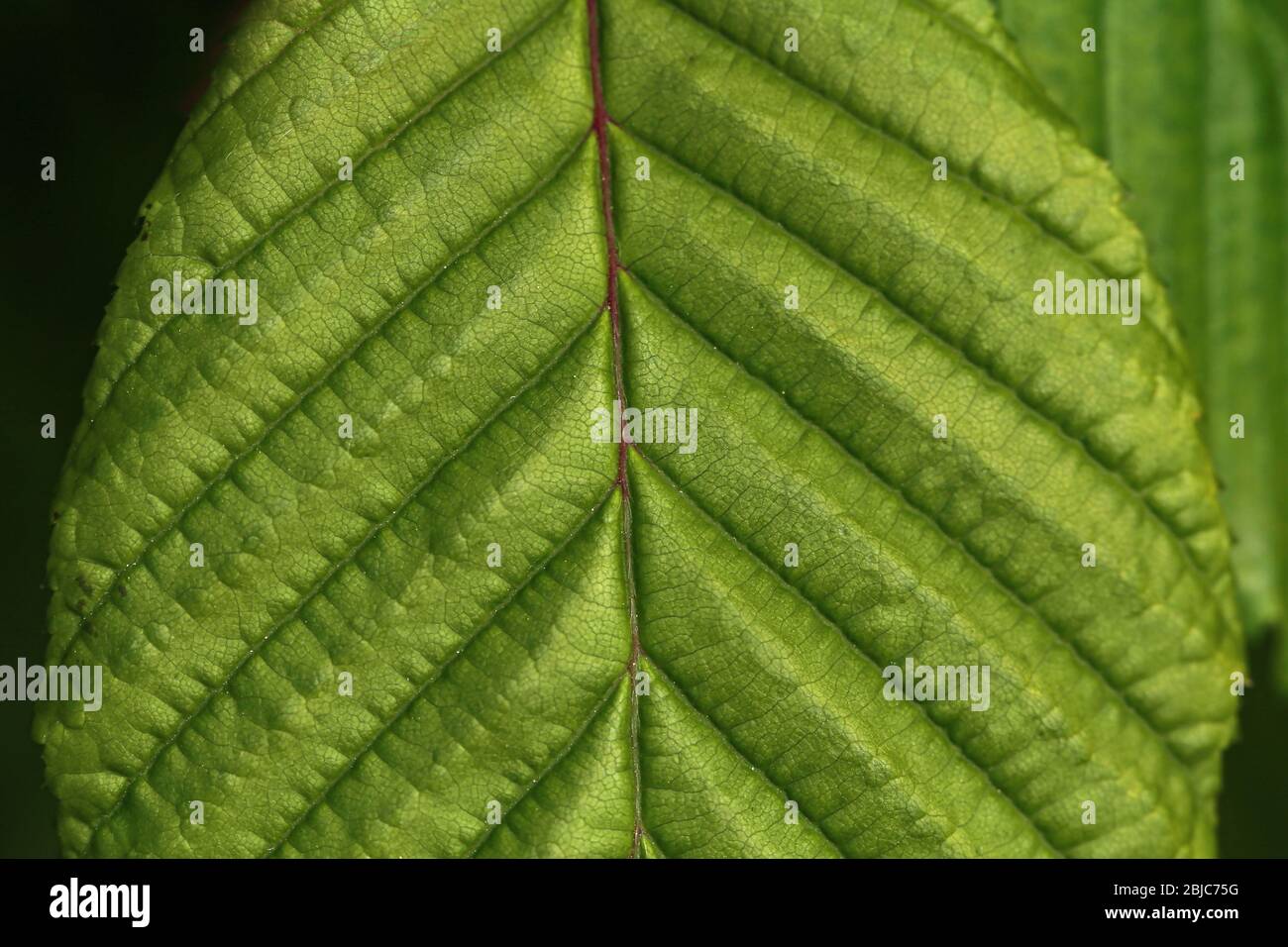 Palm leaf ribs hi-res stock photography and images - Alamy