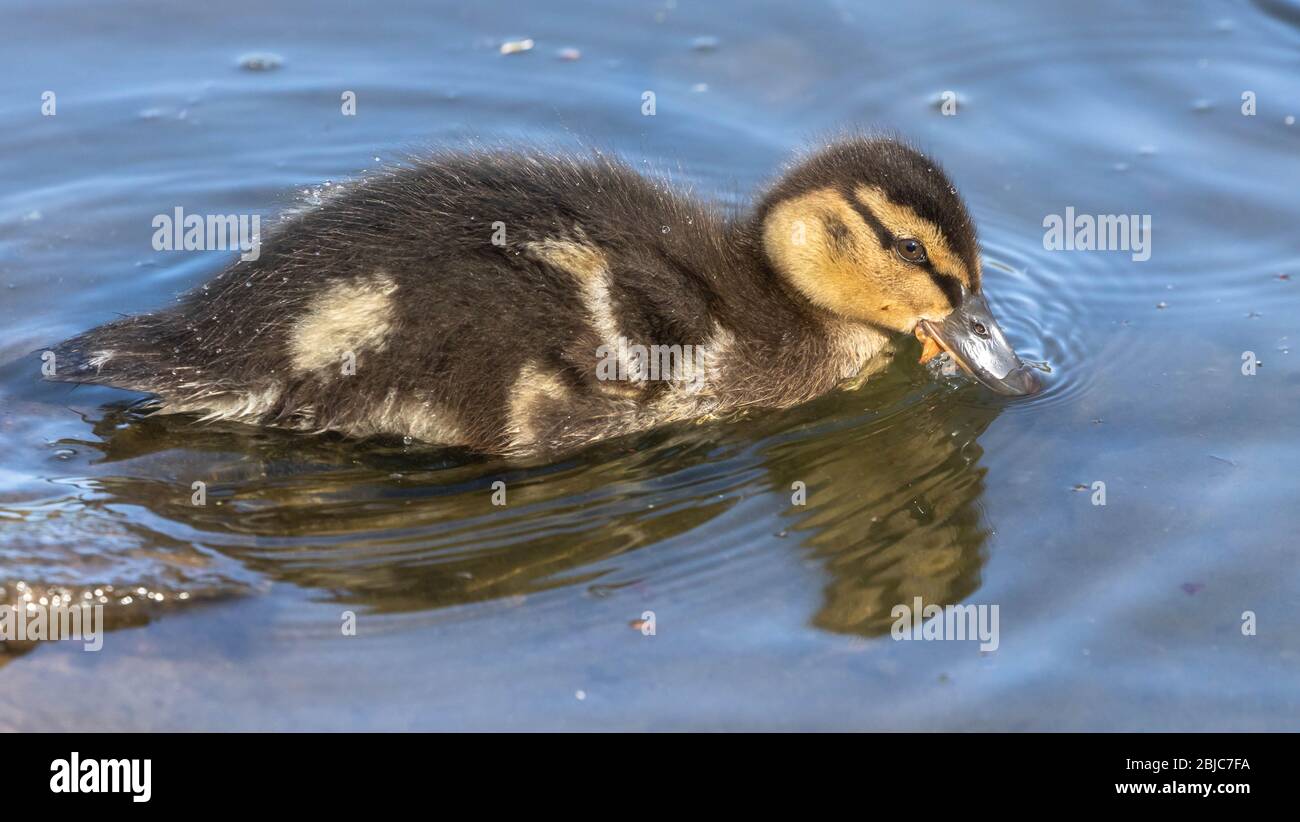Malllard family hi-res stock photography and images - Alamy