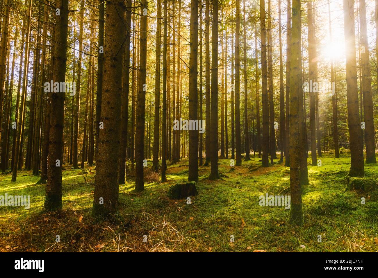 Beautiful green forest with sun rays coming through trees Stock Photo ...