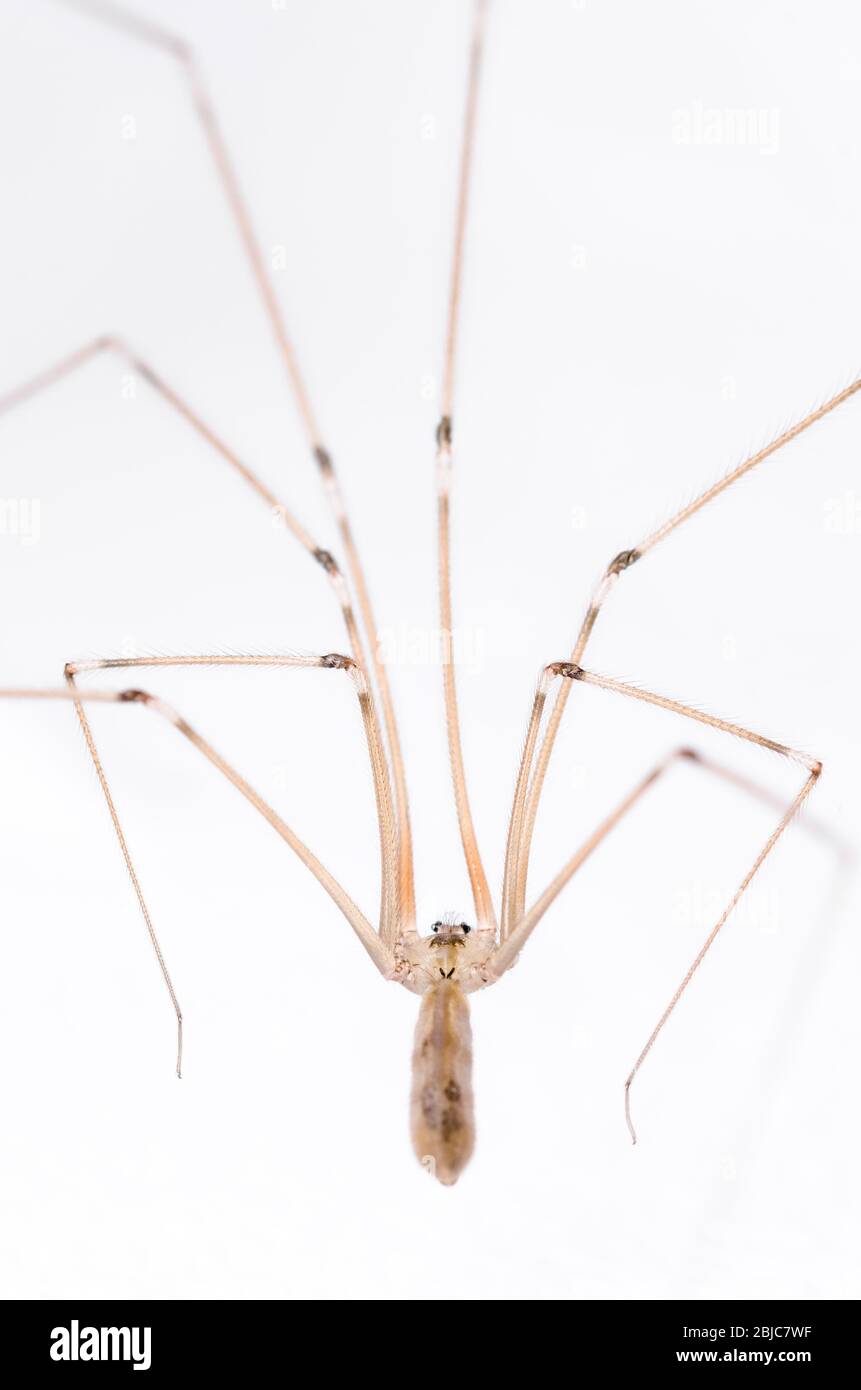 White translucent spider hi-res stock photography and images - Alamy