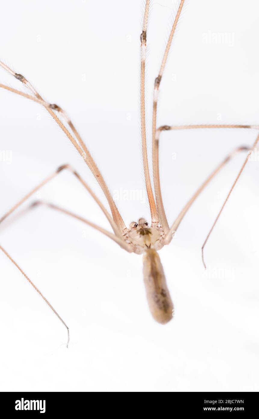 Daddy long legs close up hi-res stock photography and images - Alamy