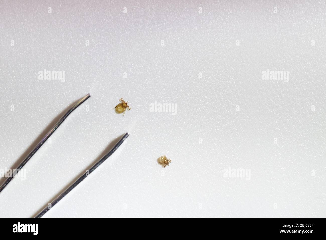 Closeup of two tiny tick nymphs and tweezers isolated on white ...