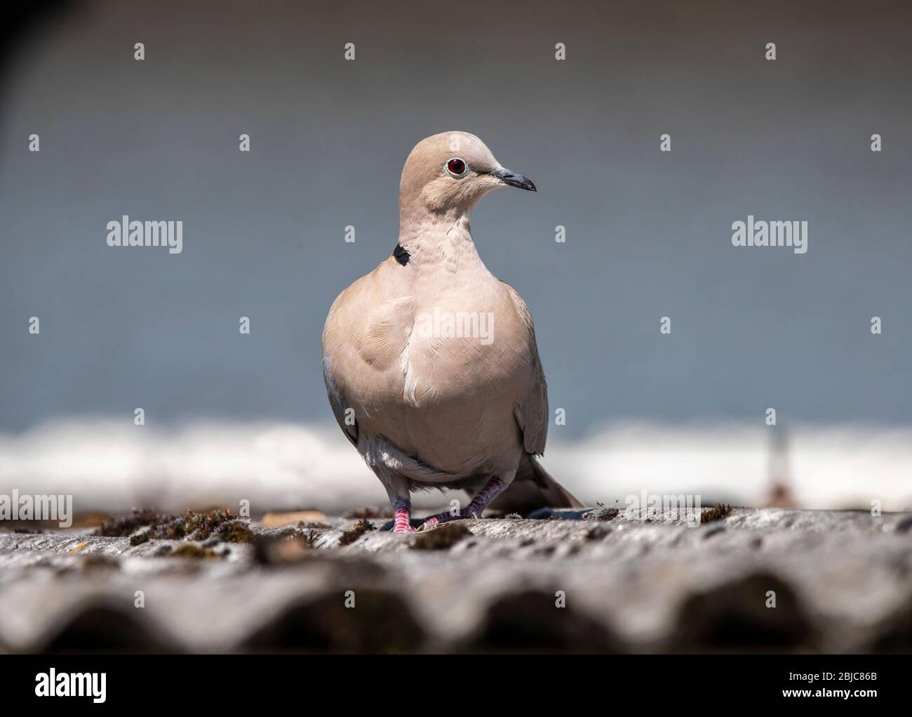 Dove species hi-res stock photography and images - Alamy