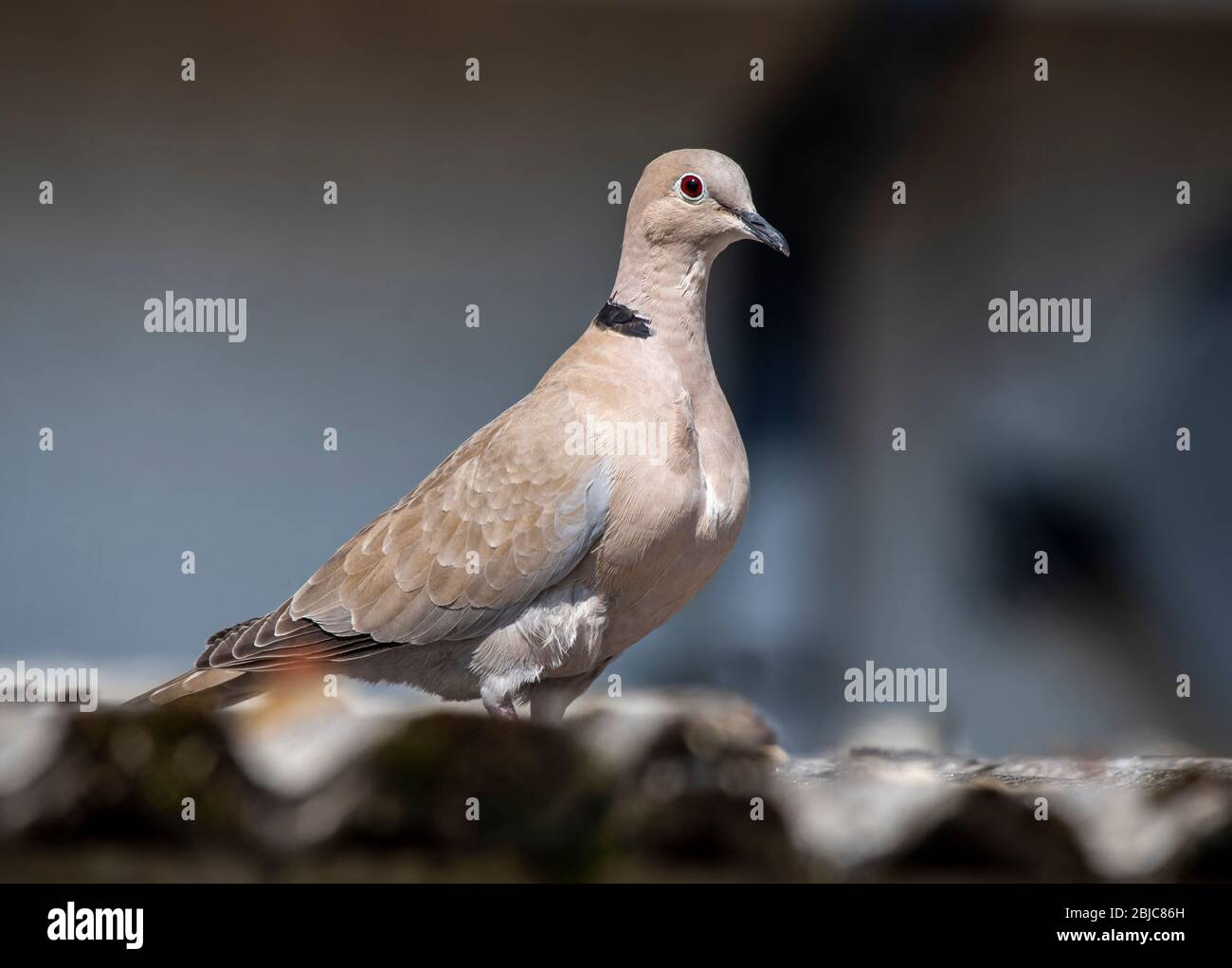The Eurasian collared dove is a dove species native to Europe and Asia ...