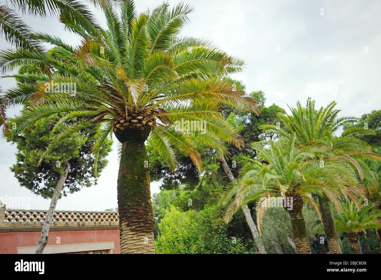 Beautiful green palms on the street Stock Photo - Alamy