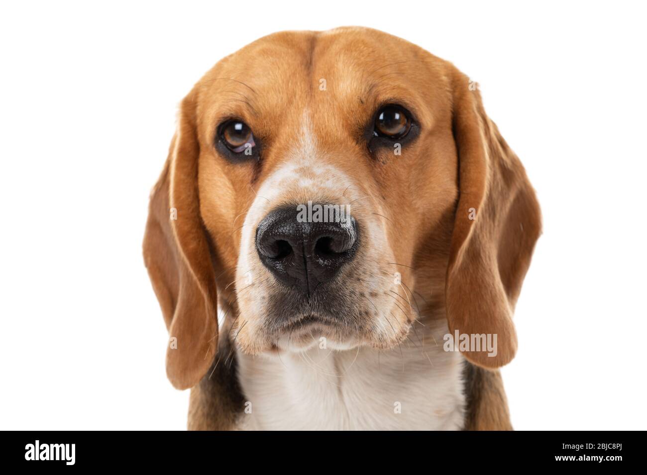 Portrait of lovely beagle dog on isolated background Stock Photo - Alamy