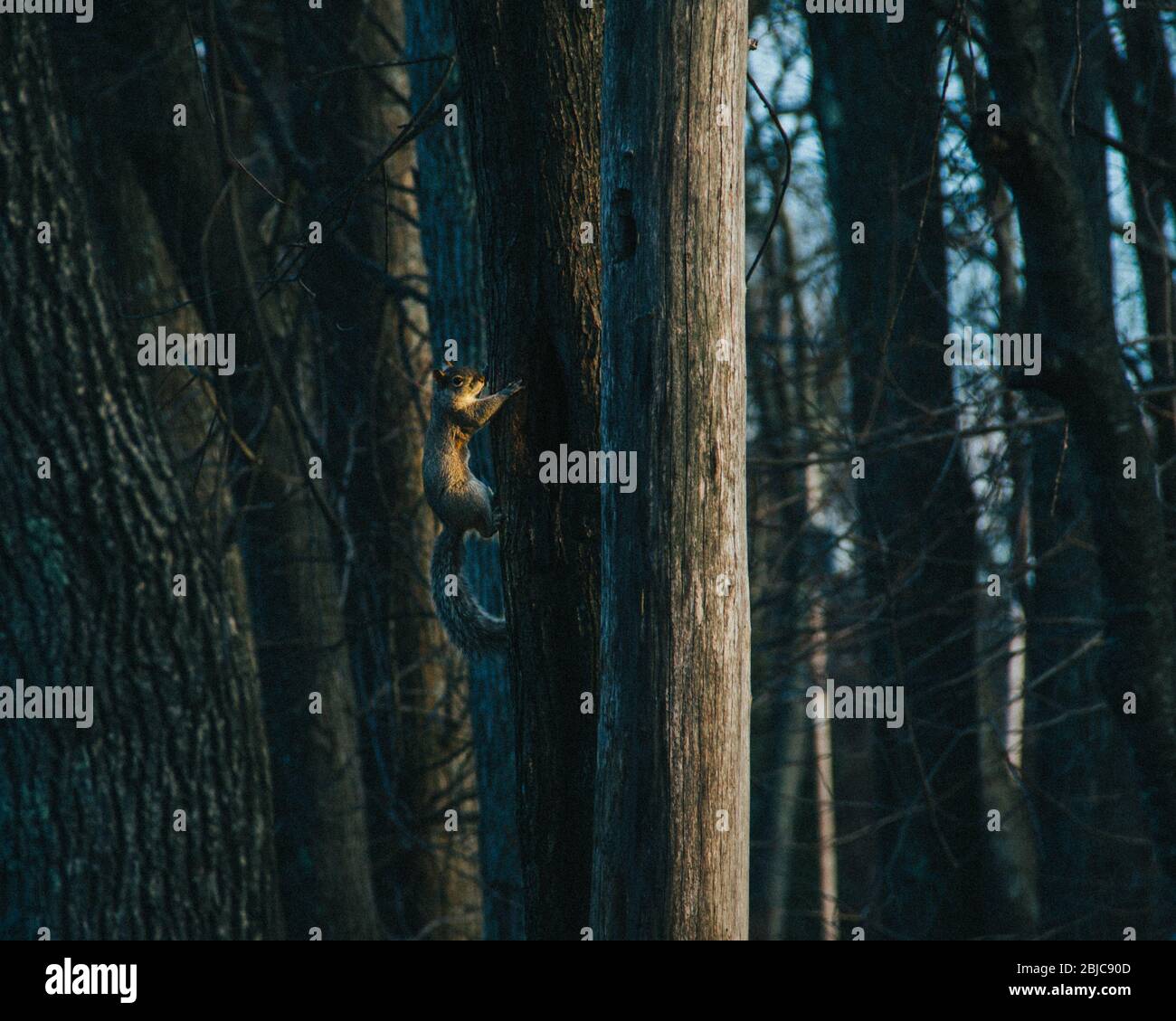 A Grey Squirrel arrives home to its tree den in the dim of the evening ...