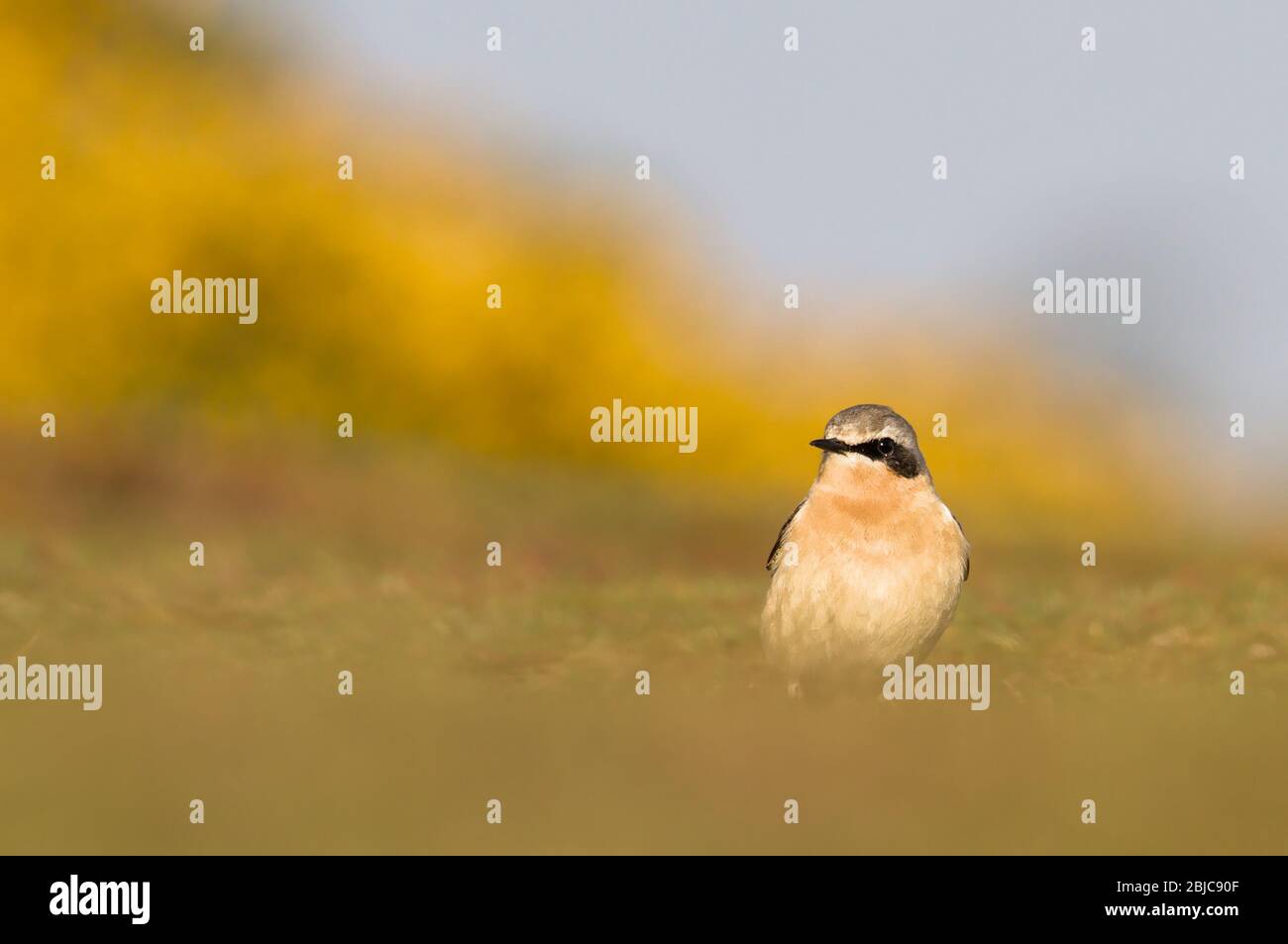 Insects in grass hi-res stock photography and images - Alamy