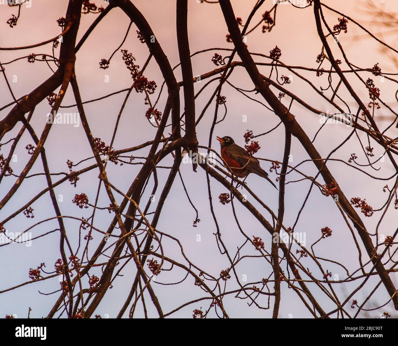 Budding tree hi-res stock photography and images - Alamy