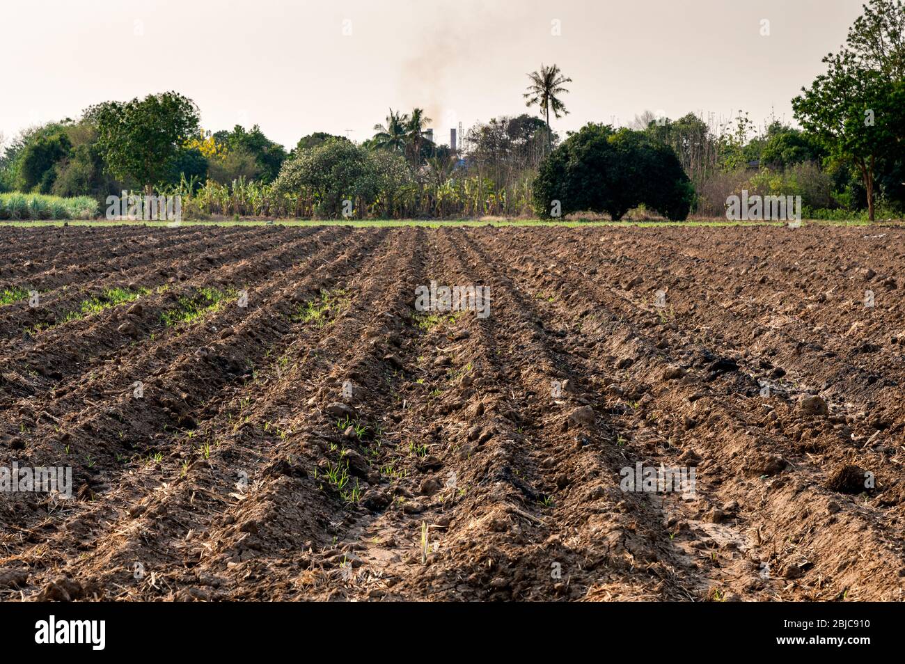 Sugarcane seedling planting on row soil in plantation Stock Photo - Alamy