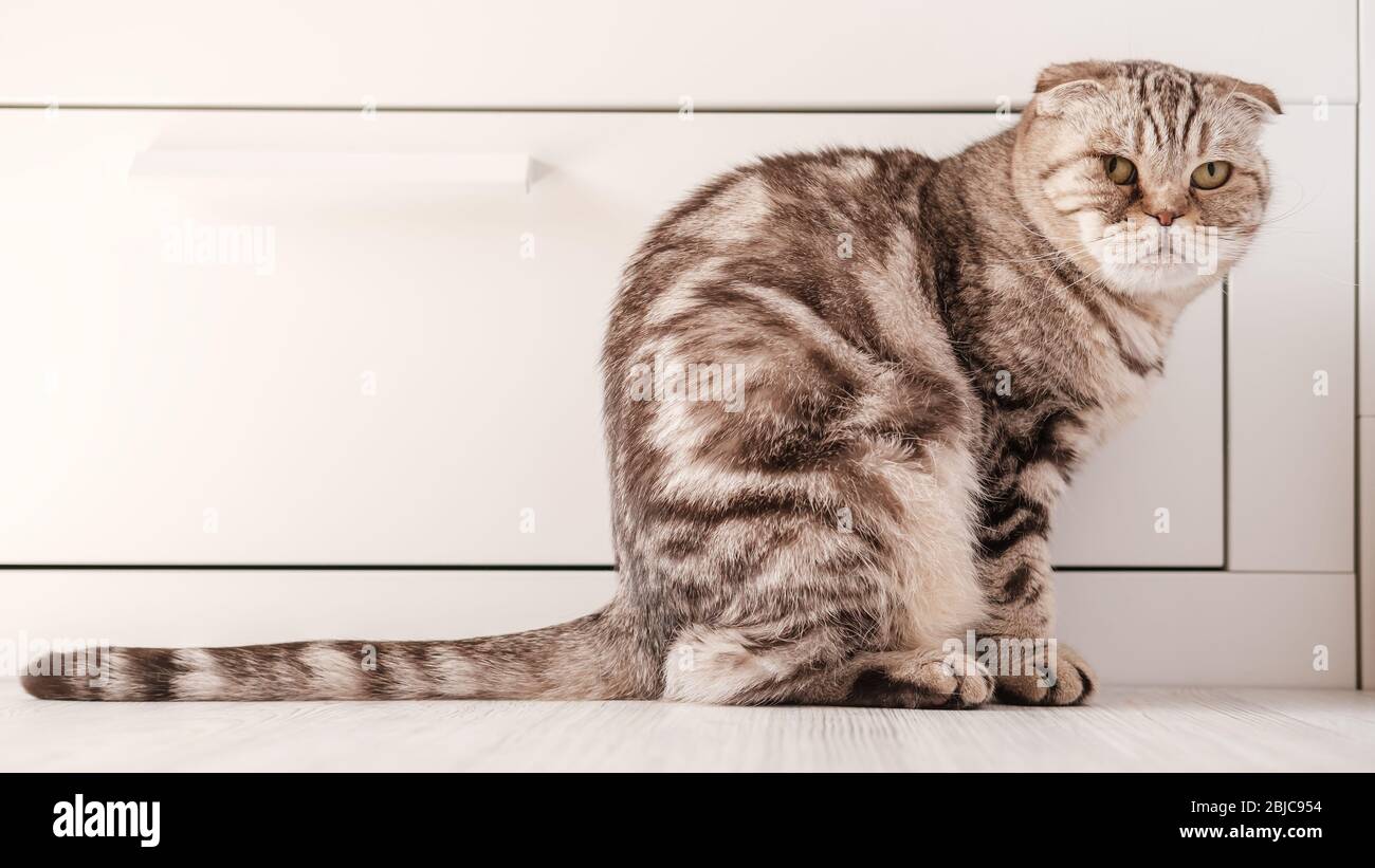 Upset cat, Scottish Fold was offended, she is sitting on the floor with ...