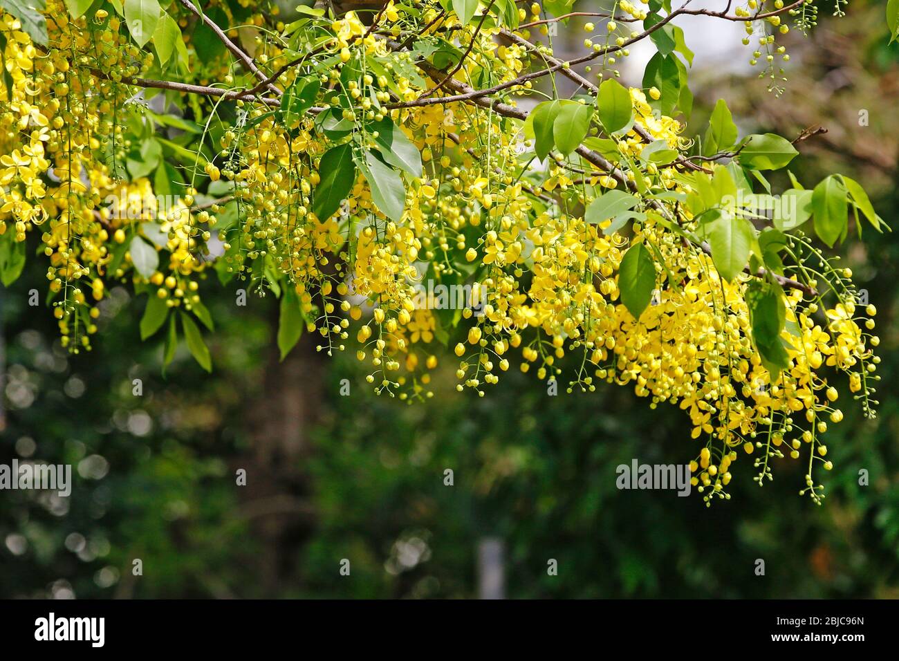 Cassia Fistula Commonly Known As Golden Shower Purging Cassia Indian