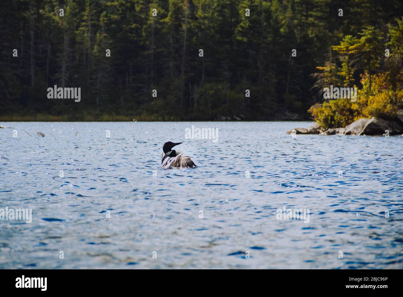 Loon raising wings on Long Pond, Benton, NH Stock Photo - Alamy
