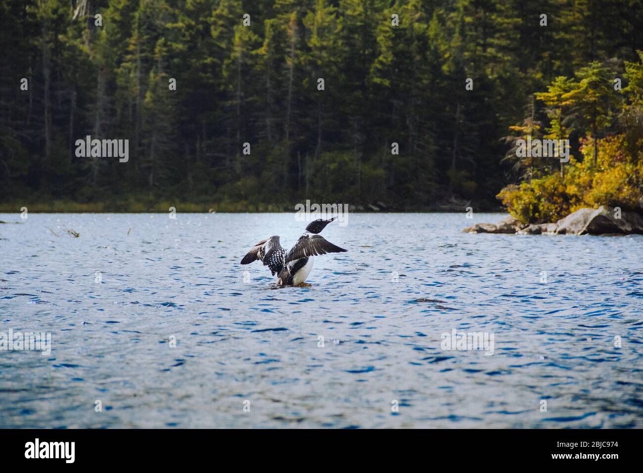 Loon rising out of the water and making a splash on Long Pond, Benton ...