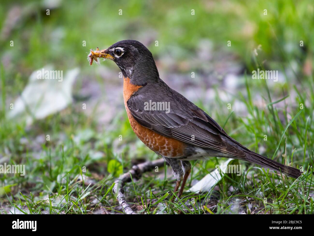 American Robin foraging for food in the grass Stock Photo - Alamy
