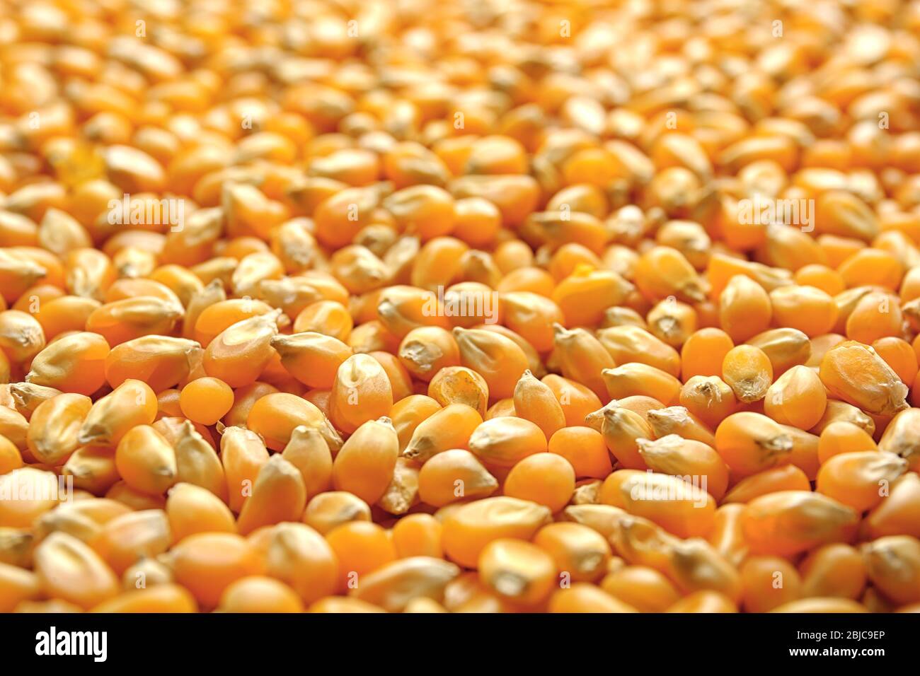 Corn seeds background Stock Photo - Alamy