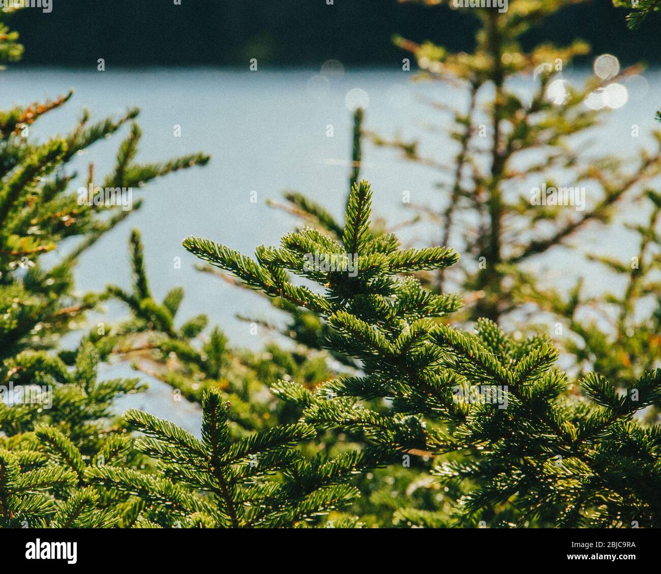 Pine needles glow in the summer sun next to Long Pond in Benton, NH ...