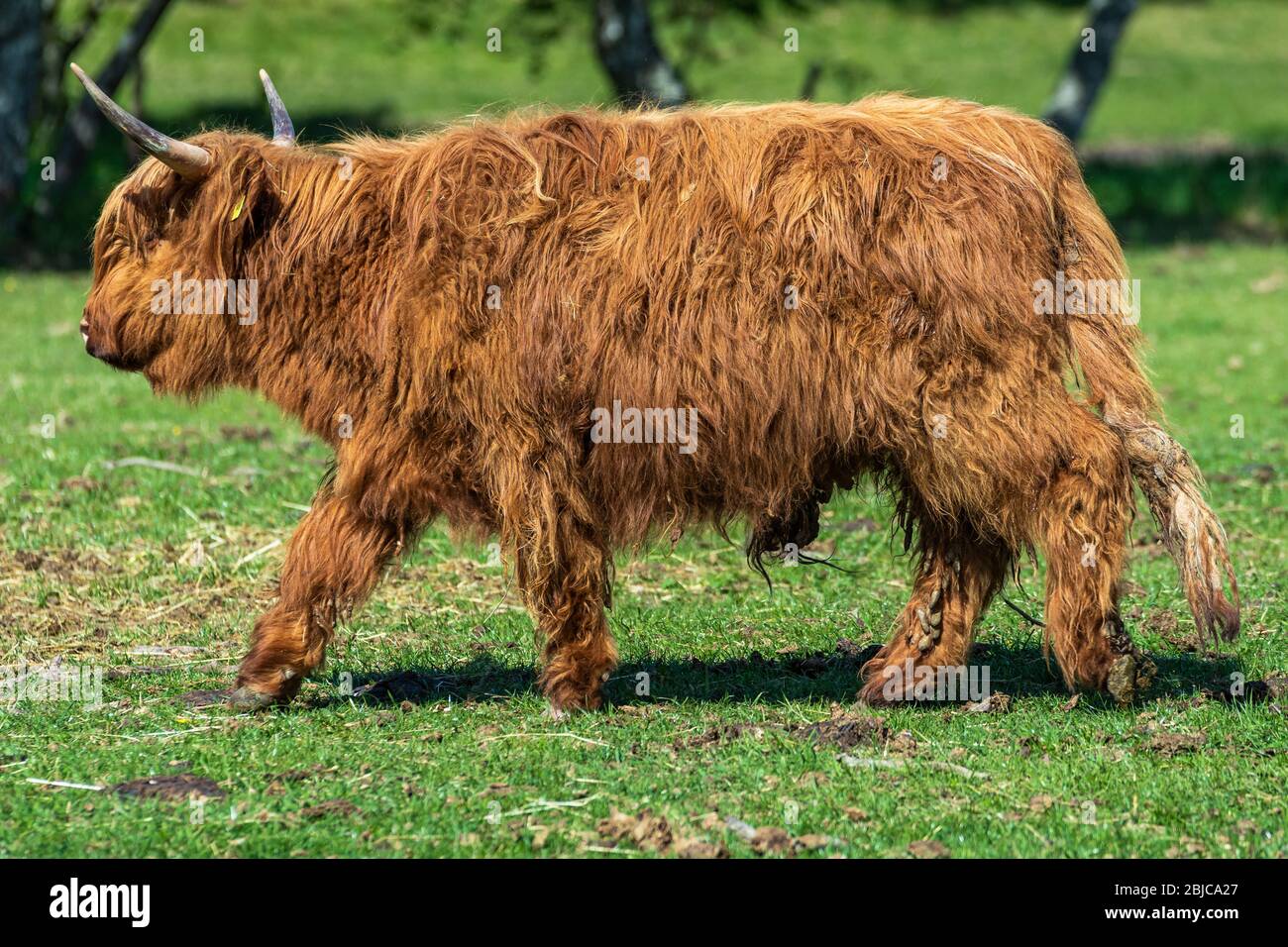 Cute red highland cow hi-res stock photography and images - Alamy
