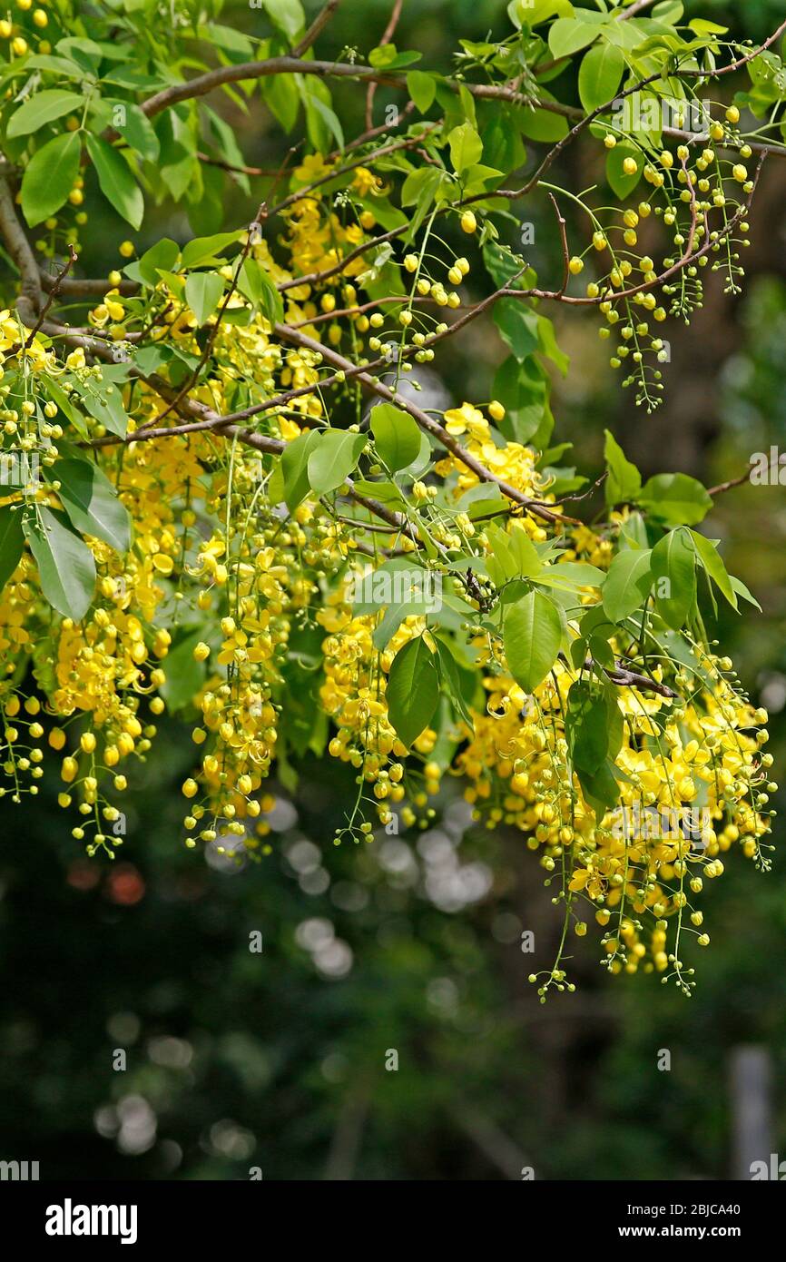 Cassia Fistula Commonly Known As Golden Shower Purging Cassia Indian