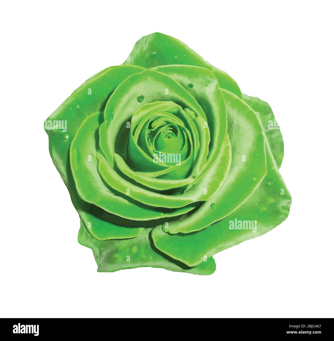 Green rose flower. Vector illustration. Floral decorative illustration ...