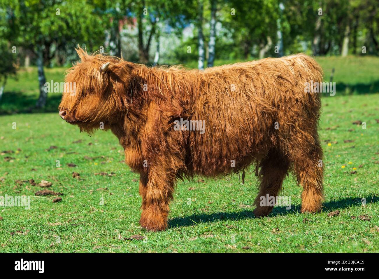 Cute red highland cow hi-res stock photography and images - Alamy