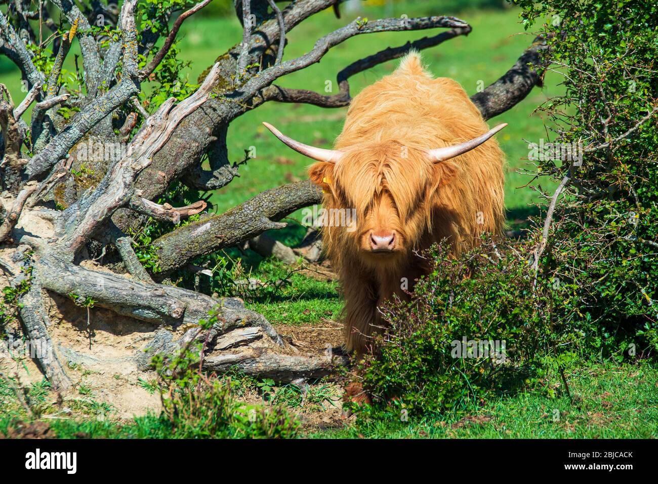 Cute red highland cow hi-res stock photography and images - Alamy