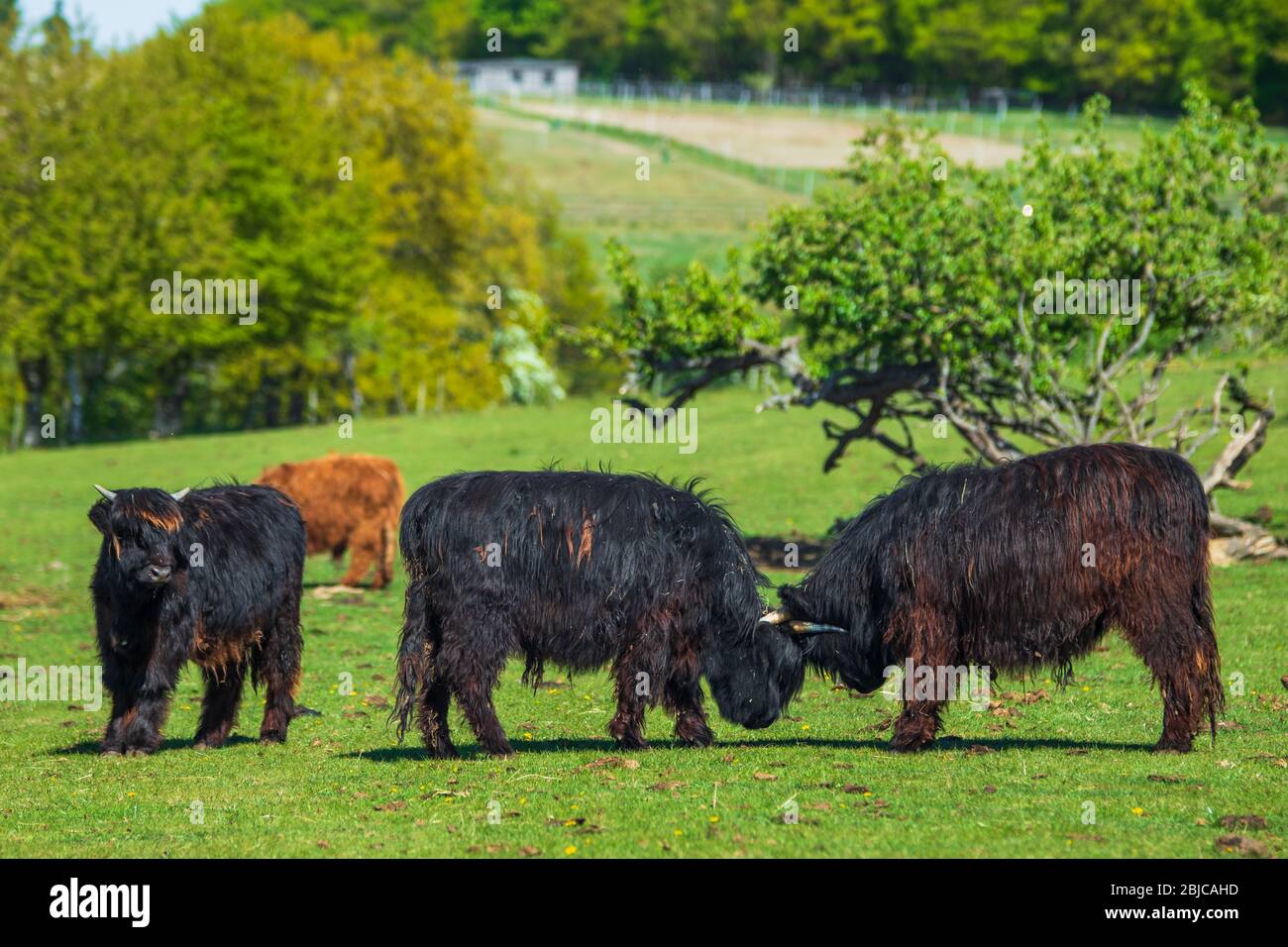 Highland cattle play the fight Stock Photo - Alamy