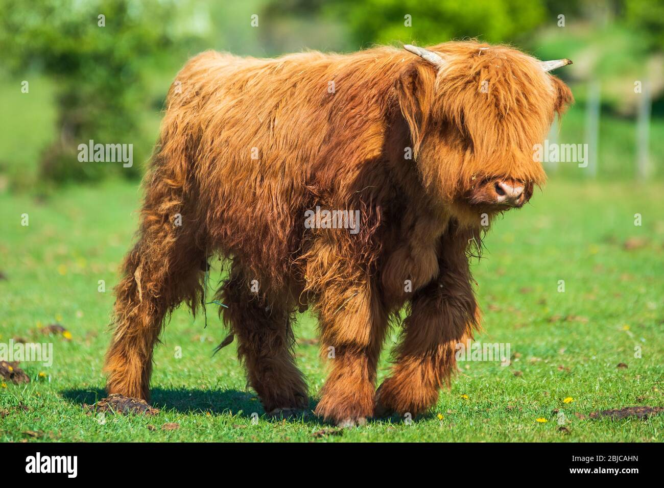 Cute red highland cow hi-res stock photography and images - Alamy