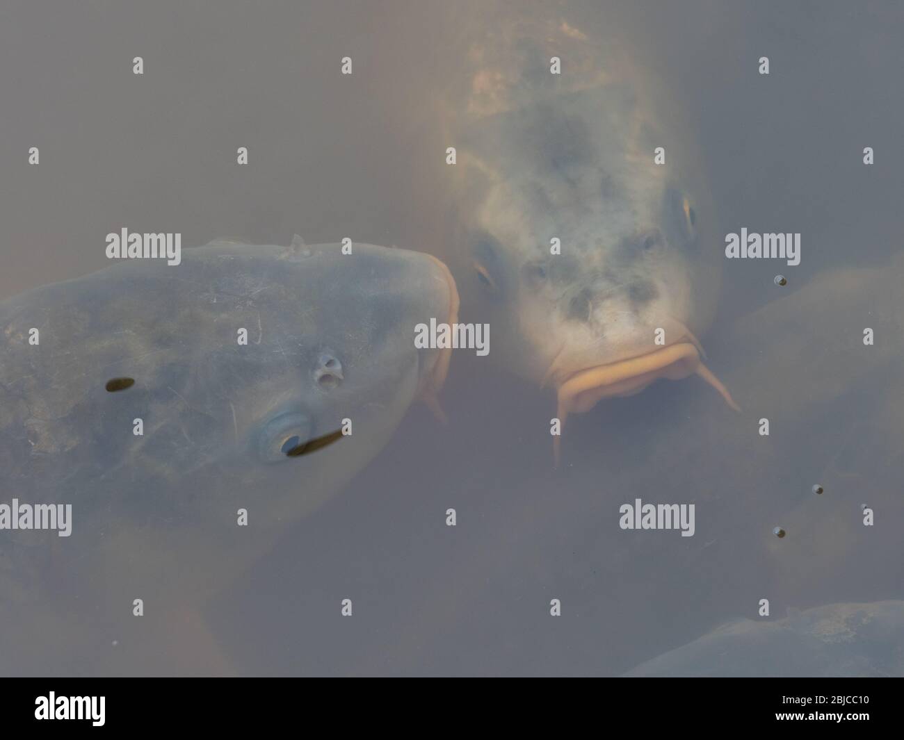 Carp at top of Water in a muddy pond Stock Photo - Alamy