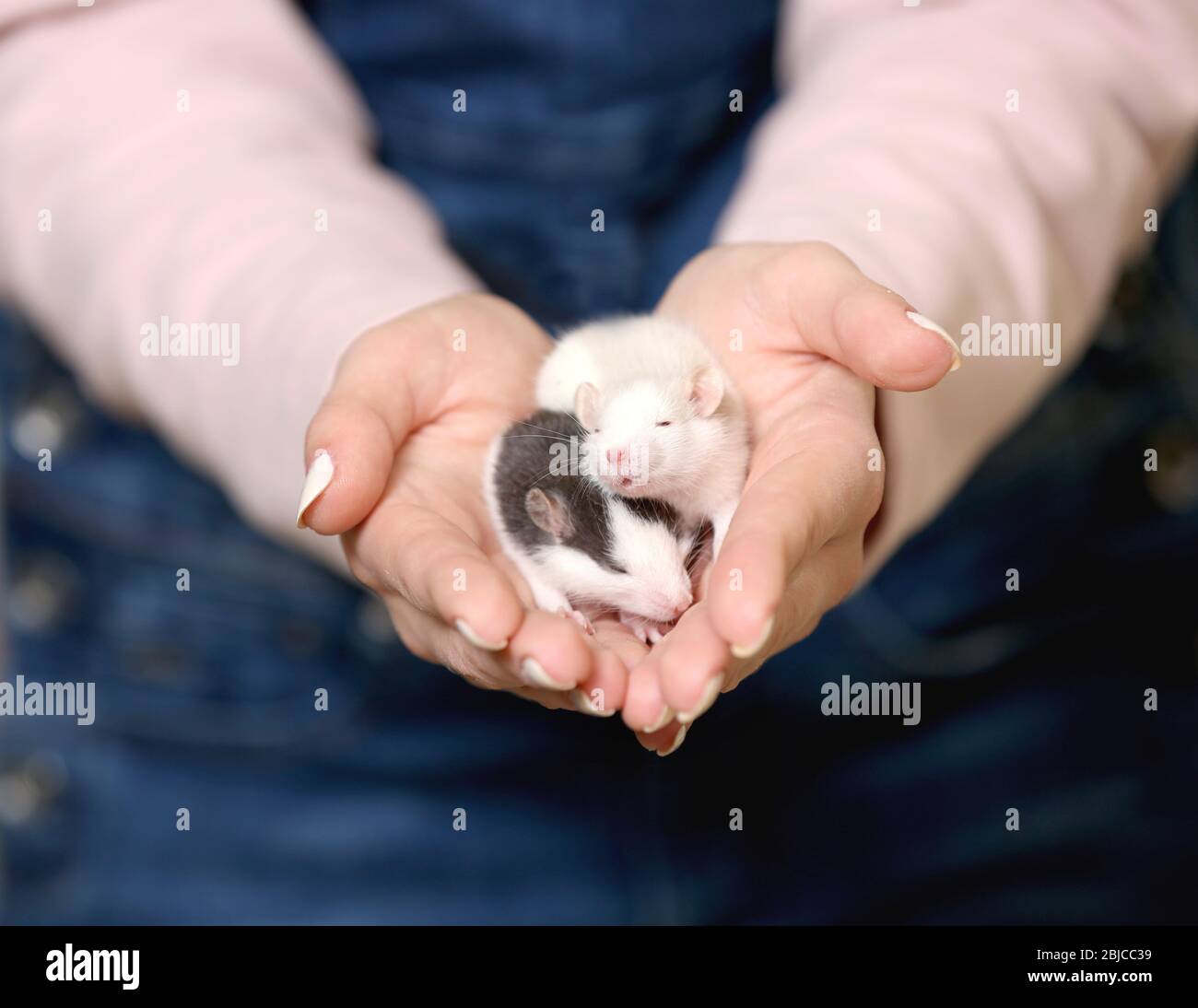 Female rats hi-res stock photography and images - Alamy