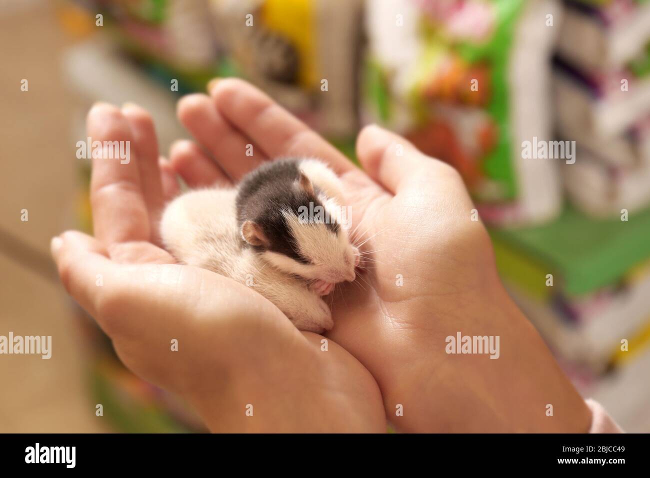 Close up view of female hands holding two decorative rats Stock Photo ...