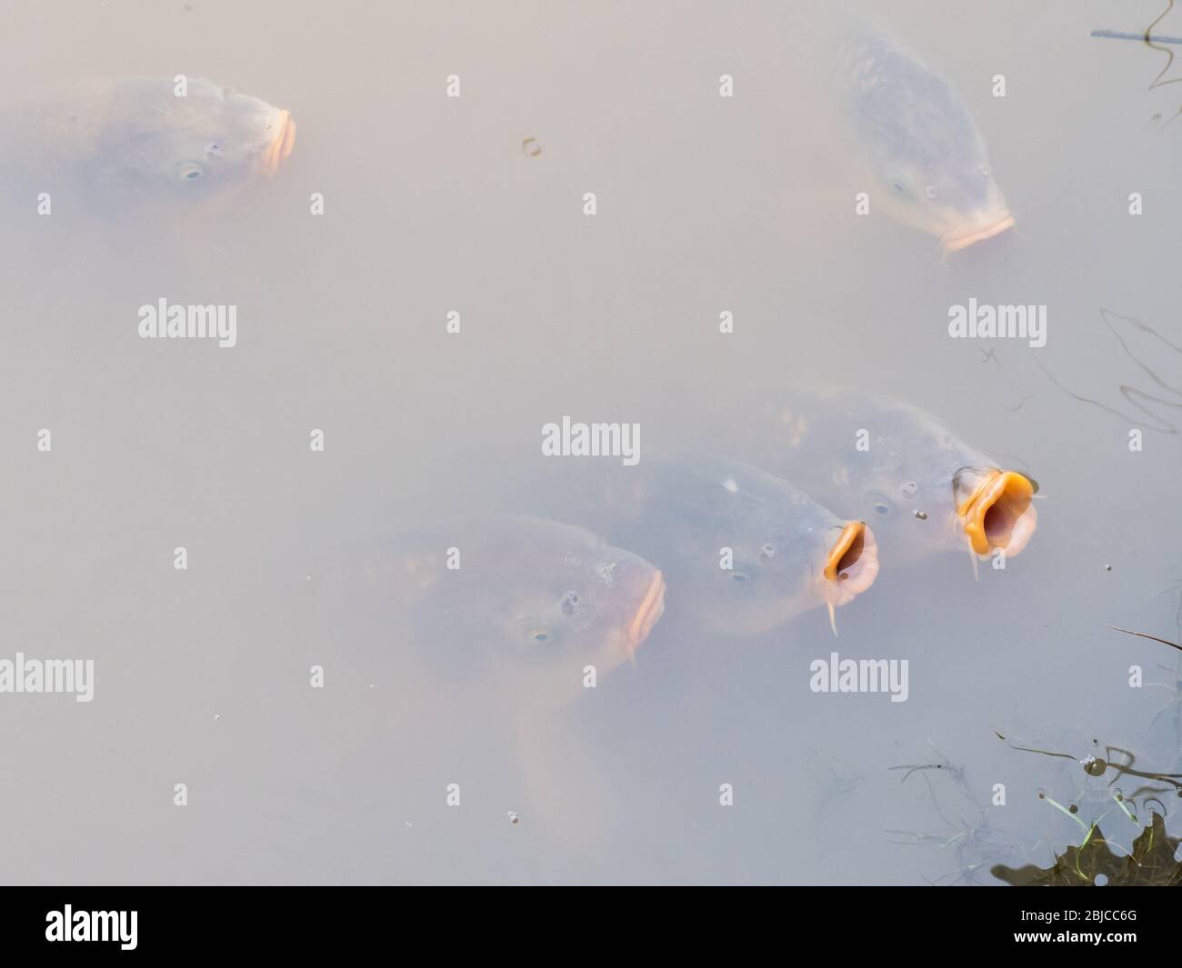 Carp at top of Water in a muddy pond Stock Photo - Alamy