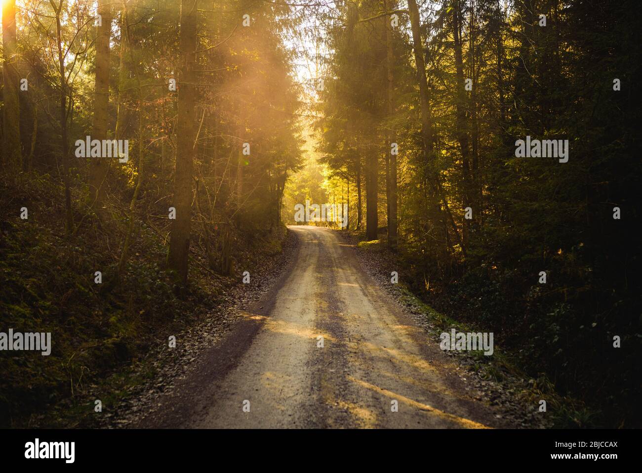 Beautiful green forest with sun rays coming through trees Stock Photo ...