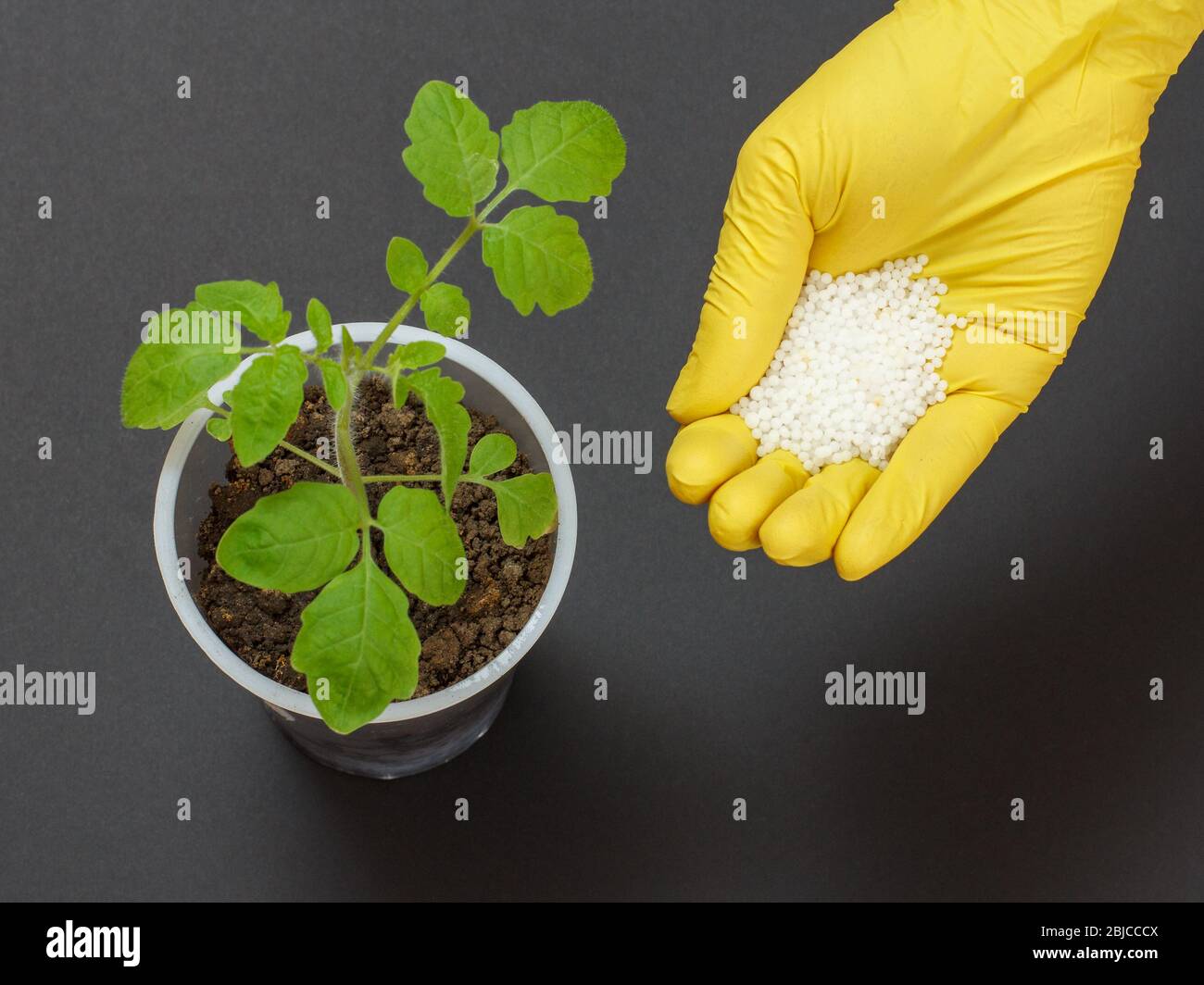 Farmer is holding chemical fertilizer for a young tomato plant growing ...