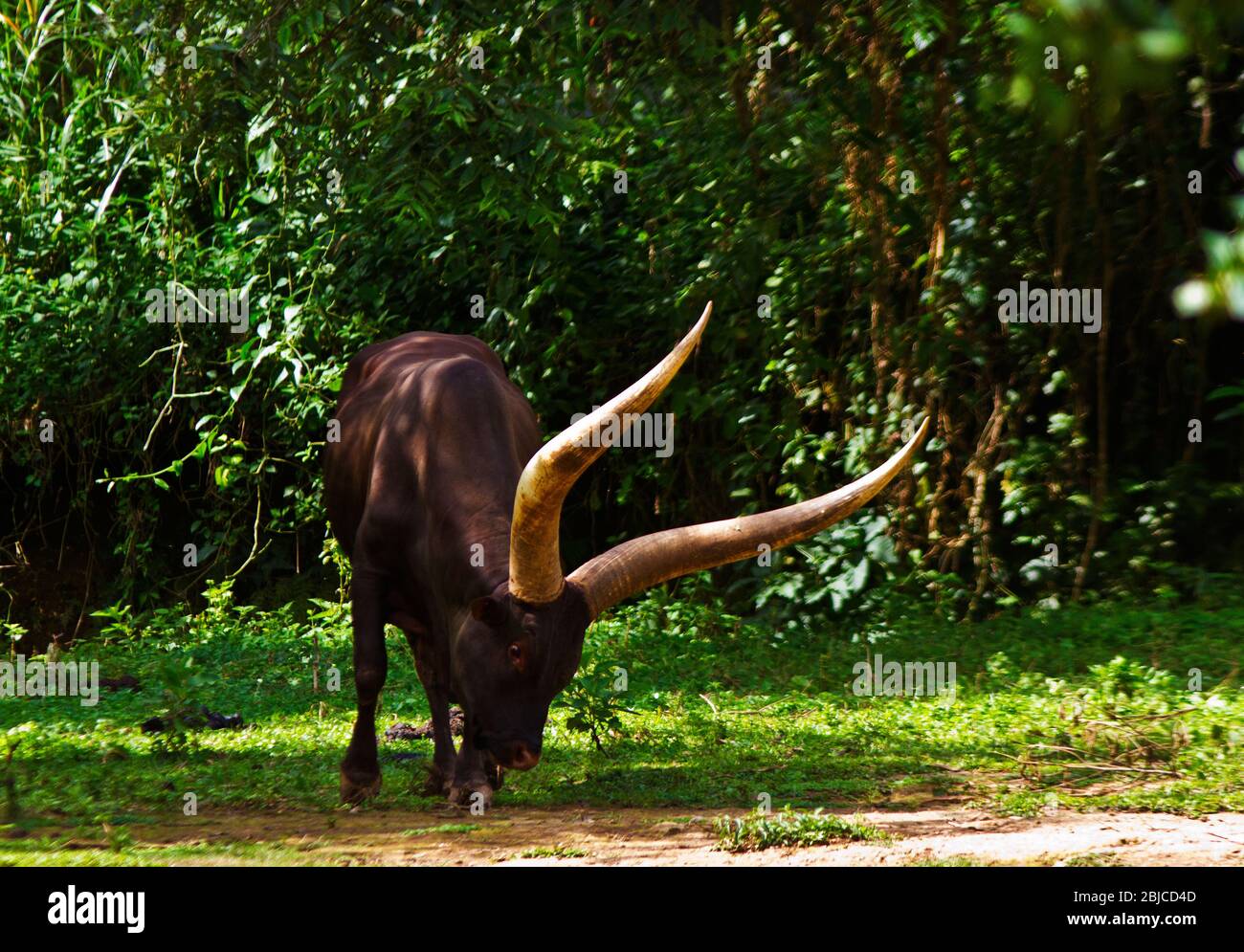 TheAnkole is an indigenous breed of domestic cattle that is ideal ...