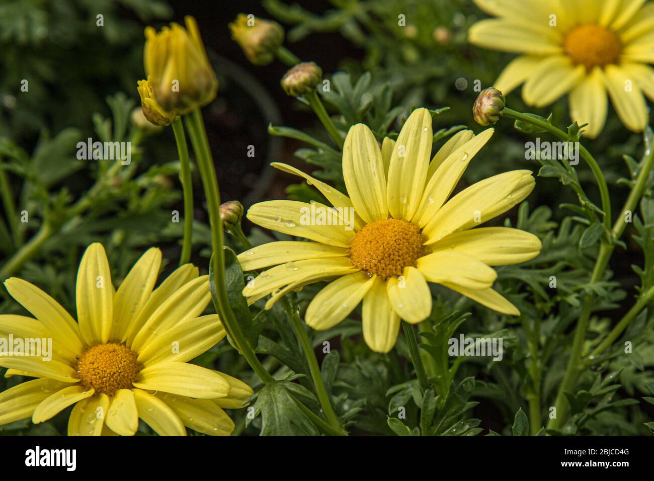 Cultivated daisies hi-res stock photography and images - Alamy