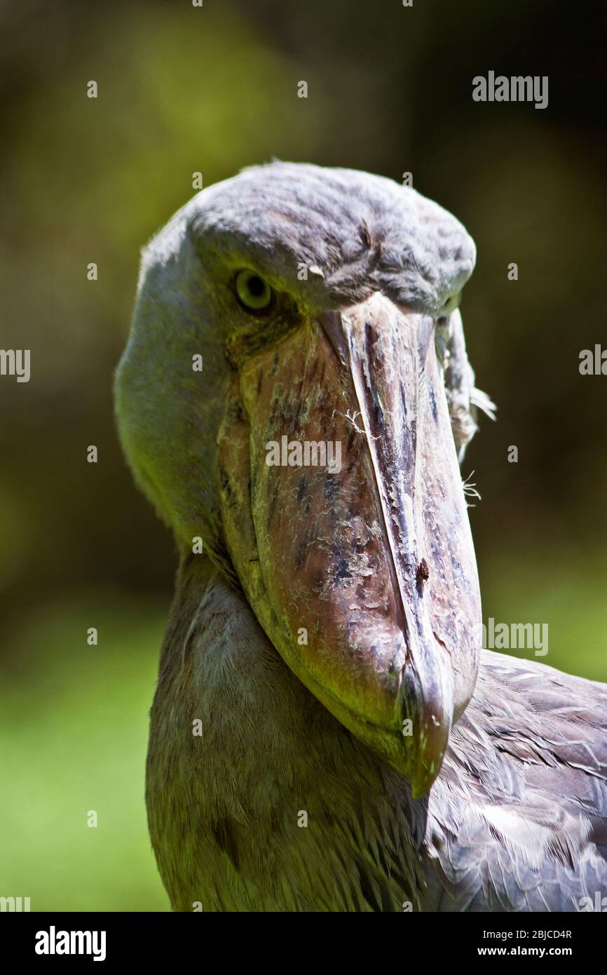 The Shoebill is a unique endemic of swamps and marshlands of Central ...