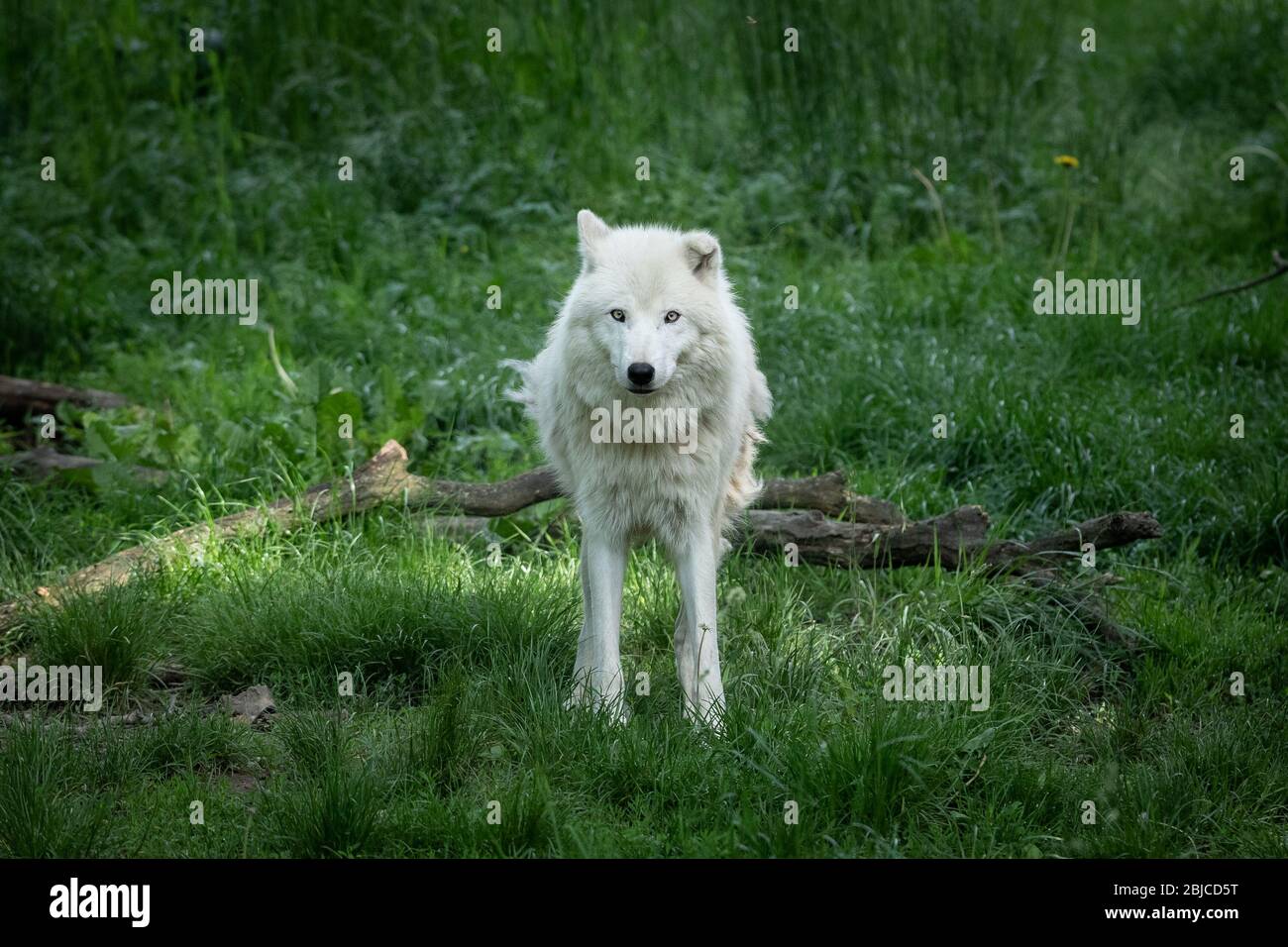 White wolf in the forest Stock Photo - Alamy
