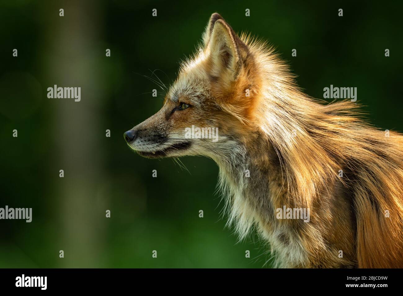 Red fox in the forest Stock Photo - Alamy