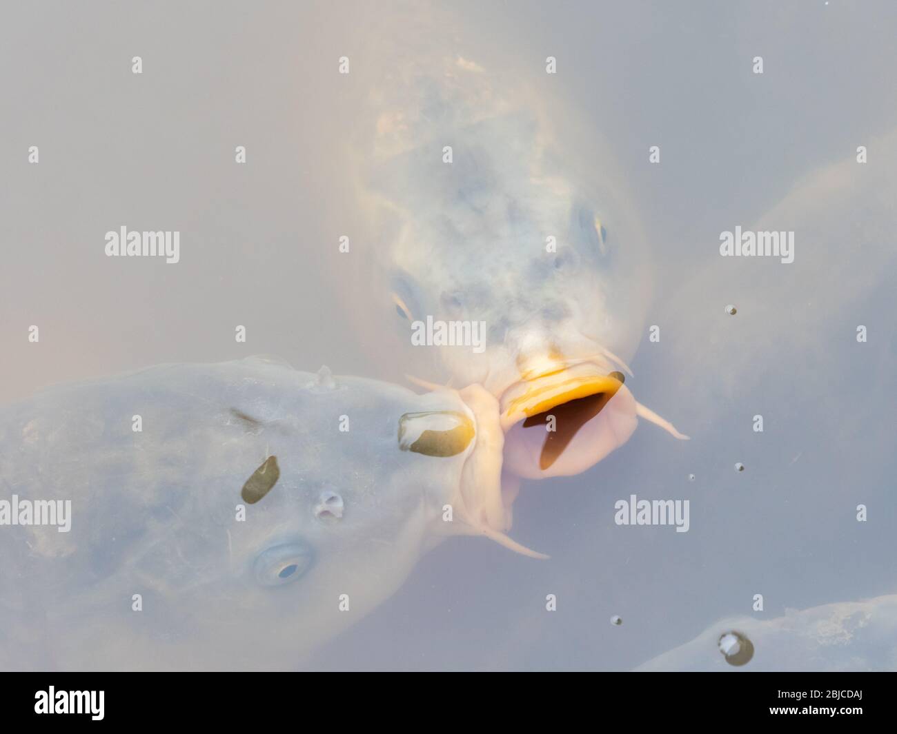 Carp at top of Water in a muddy pond Stock Photo - Alamy