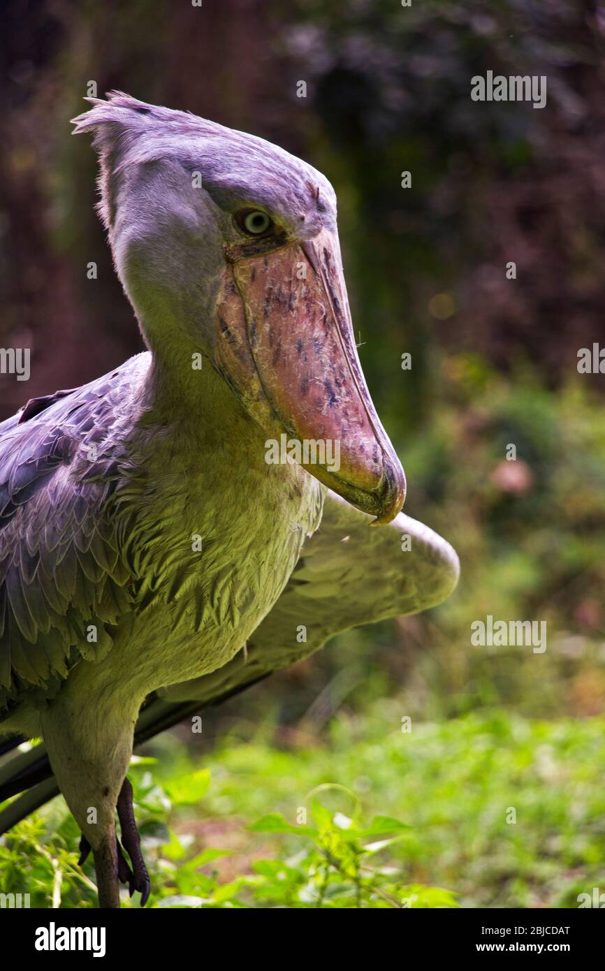 The Shoebill is a unique endemic of swamps and marshlands of Central ...