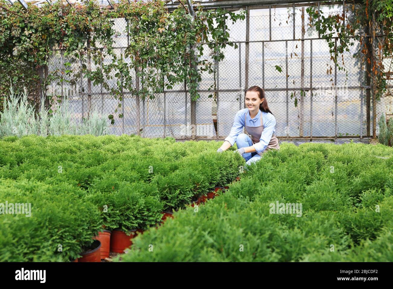 Virginia juniper hi-res stock photography and images - Alamy