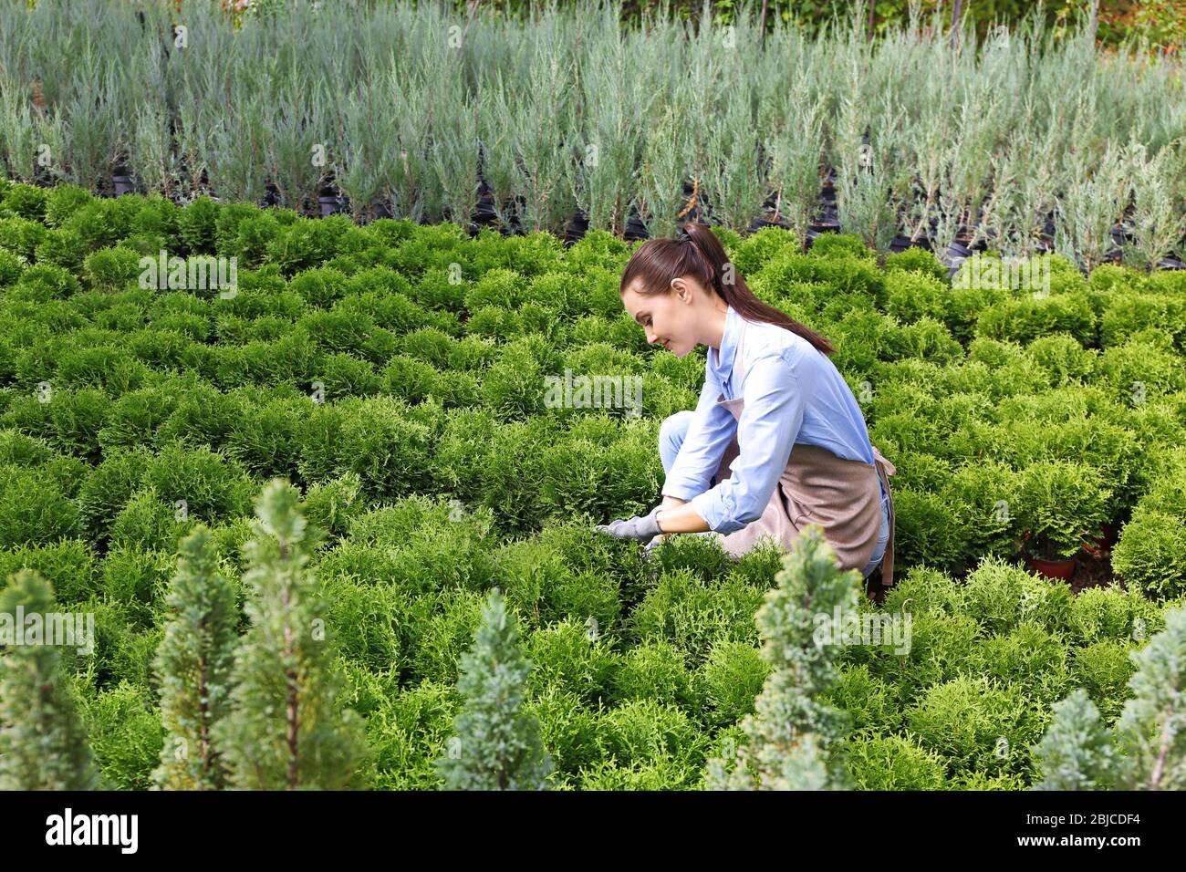 Pretty young gardener looking after juniper in greenhouse Stock Photo ...