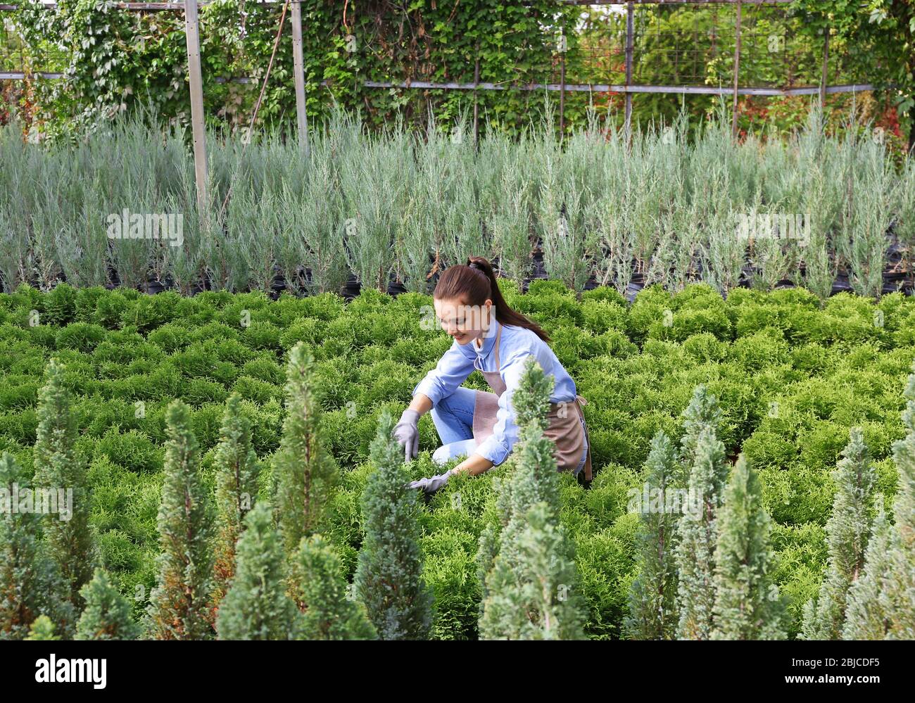 Pretty young gardener looking after juniper in greenhouse Stock Photo ...